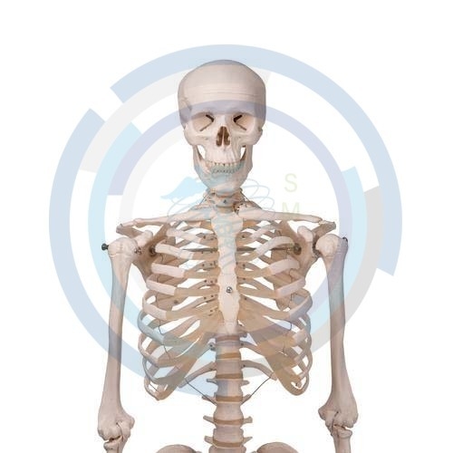 Modelo anatomico esqueleto