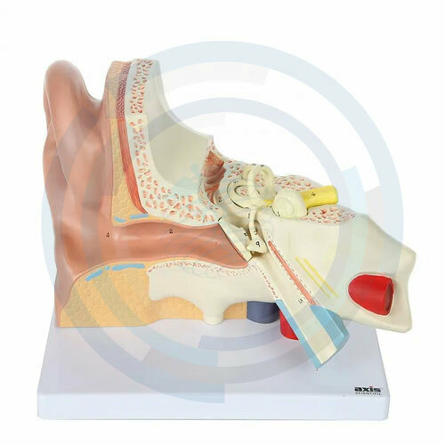 Modelo anatomico oído 6 partes económico