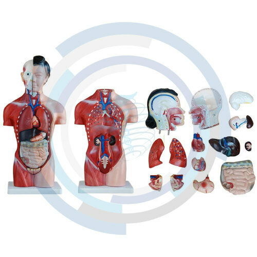 Modelo anatomico torso