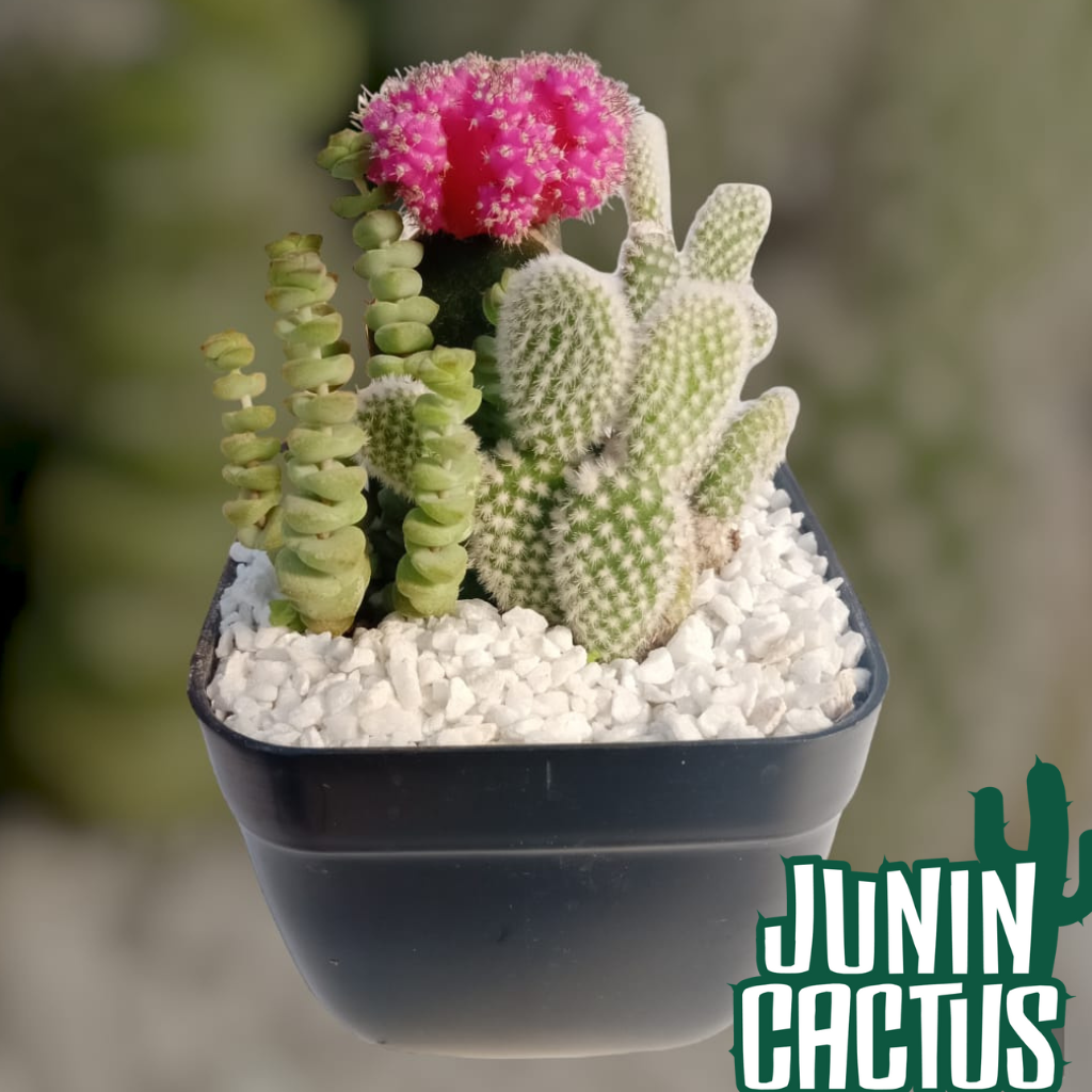 Arreglo con injerto color - Junin Cactus Tienda