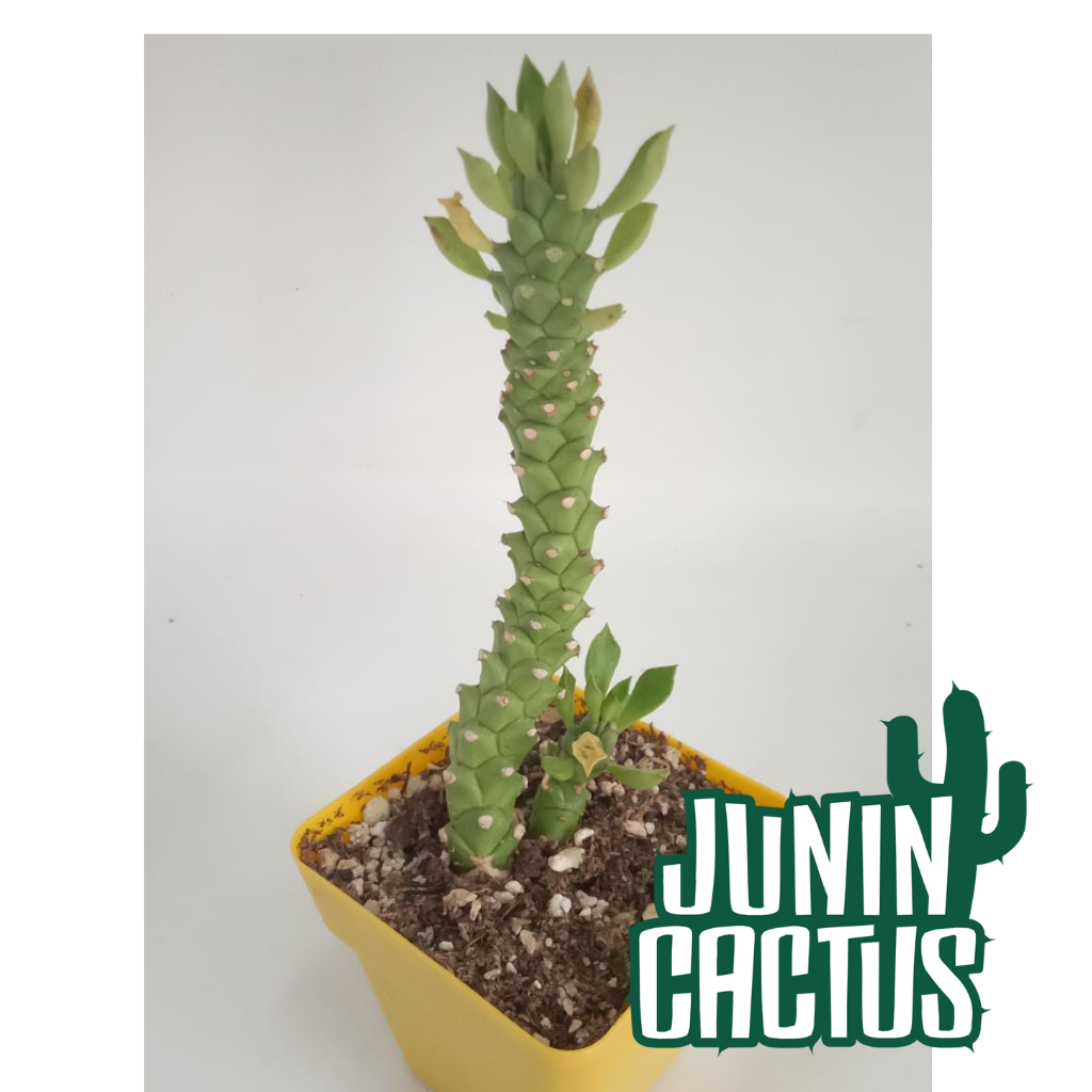 Monadenium (Euphorbia) Guentheri - Junin Cactus Tienda