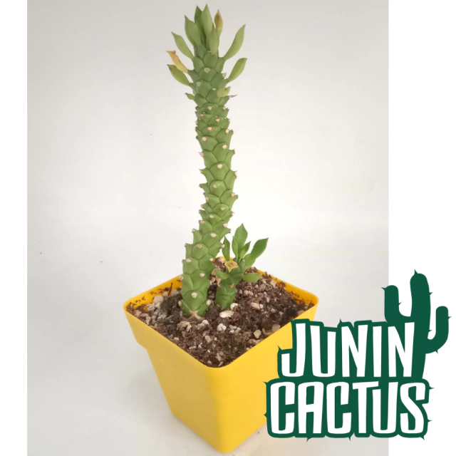 Monadenium (Euphorbia) Guentheri - Junin Cactus Tienda