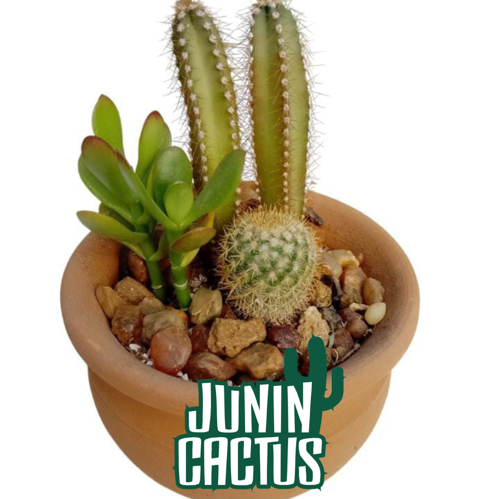 Arreglo en cacharro de barro - Junin Cactus Tienda