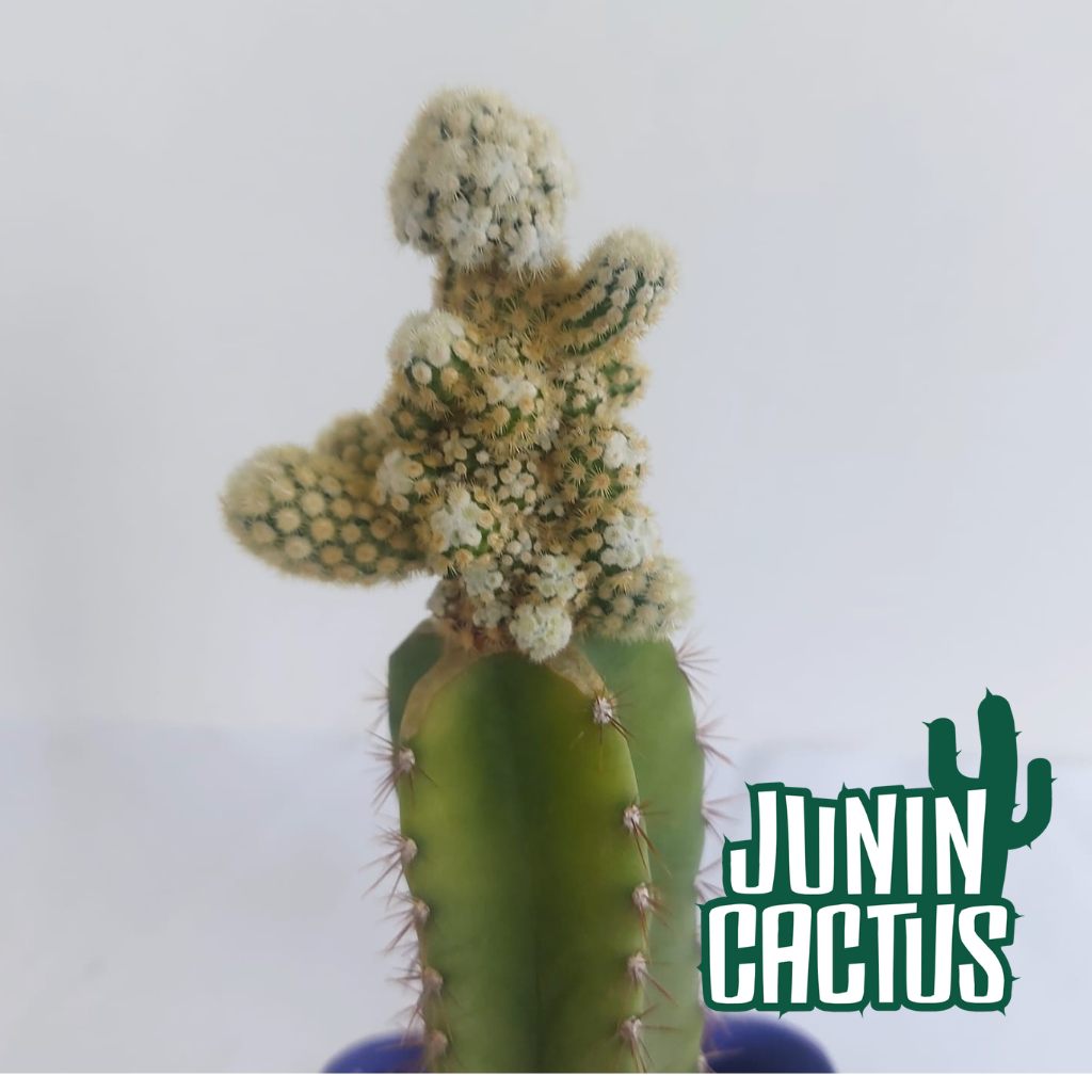 Mammillaria Elongata cv. Golden Nugget