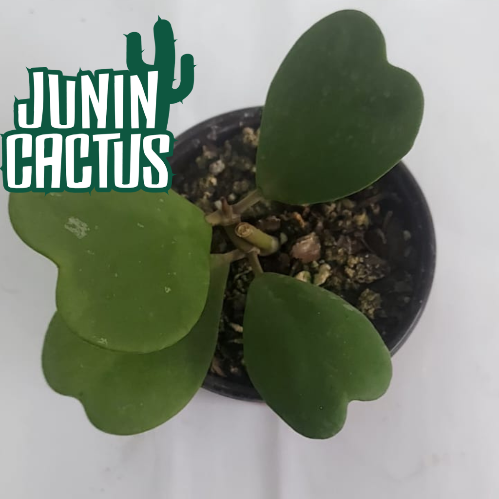 Hoya Kerri - Comprar en Junin Cactus Tienda