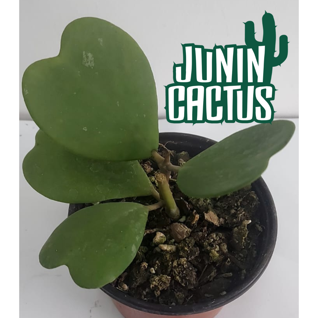 Hoya Kerri - Comprar en Junin Cactus Tienda