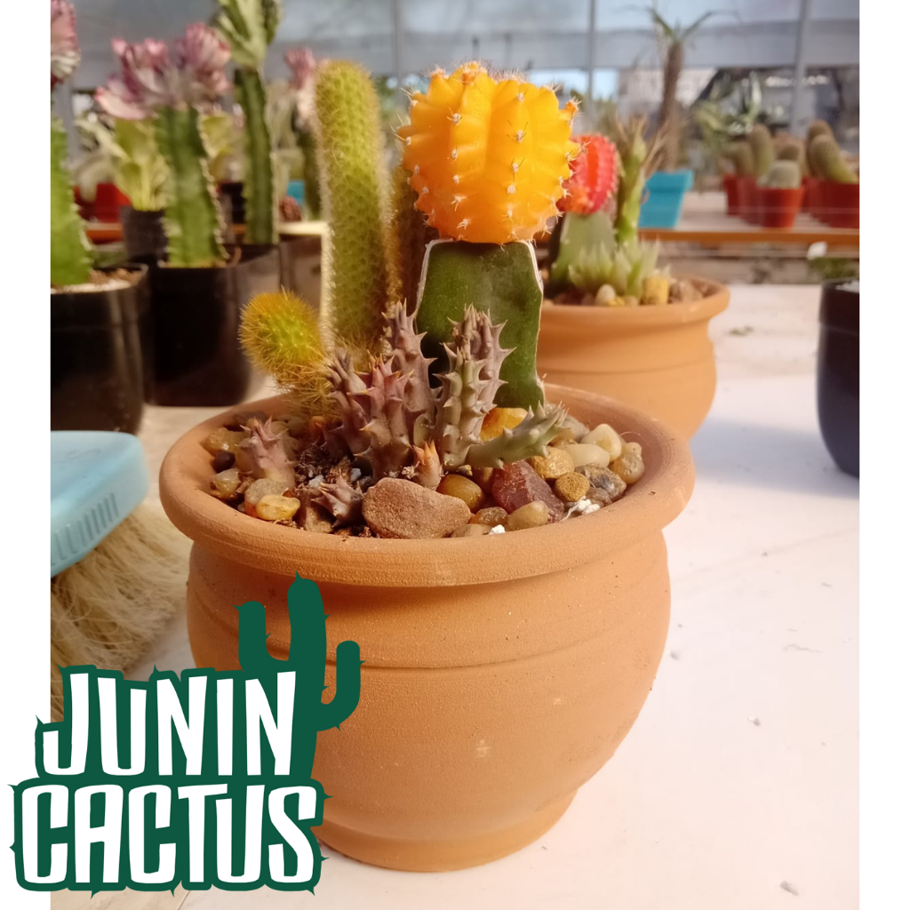 Arreglo en cacharro de barro - Junin Cactus Tienda