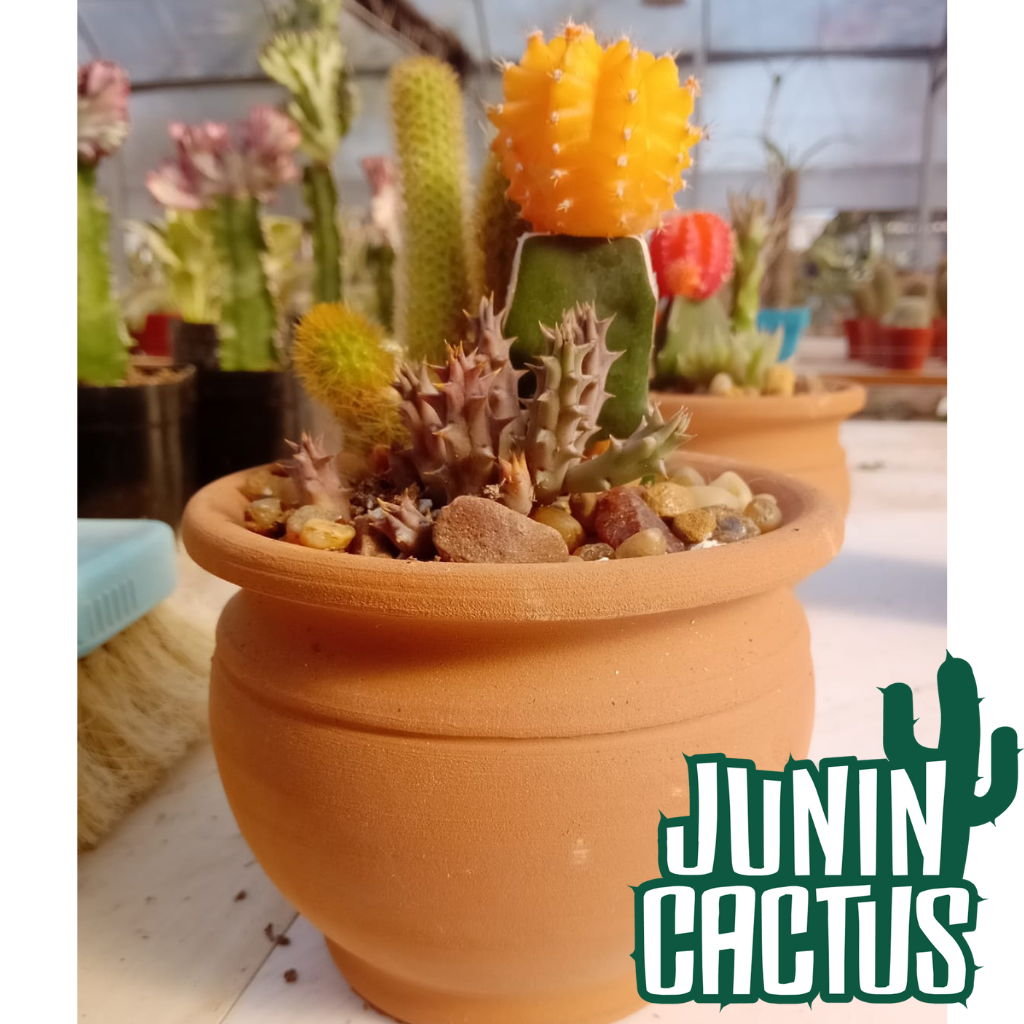 Arreglo en cacharro de barro - Junin Cactus Tienda