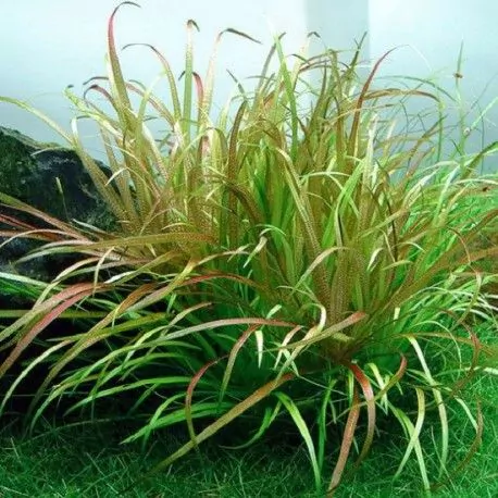 Blyxa Japonica - Comprar em Universo Aquático