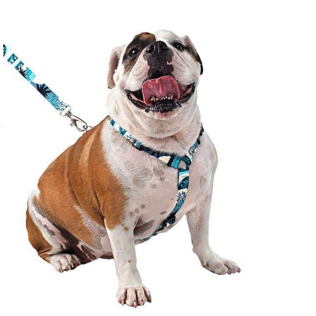 Peitoral h para cães noronha