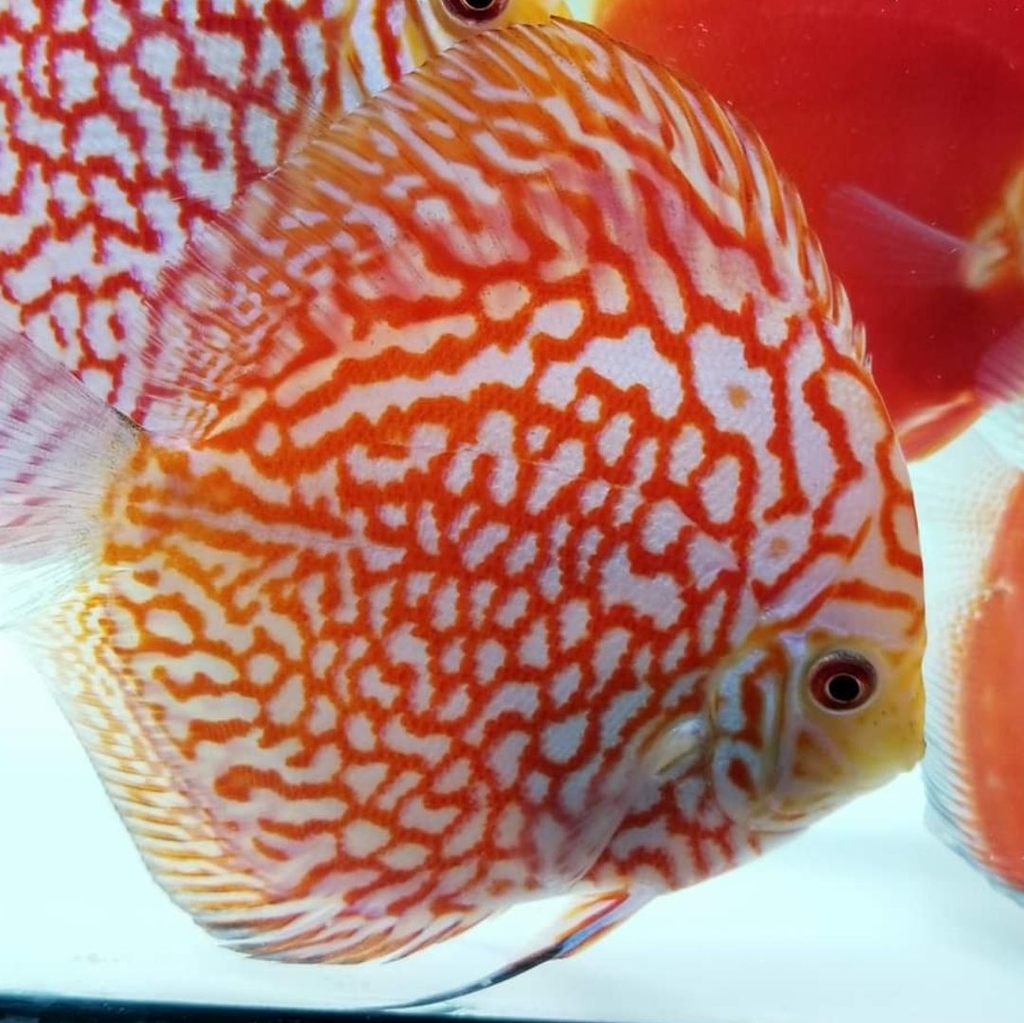 Tienda Online de Atlas DIscus - Peces Disco Colombia