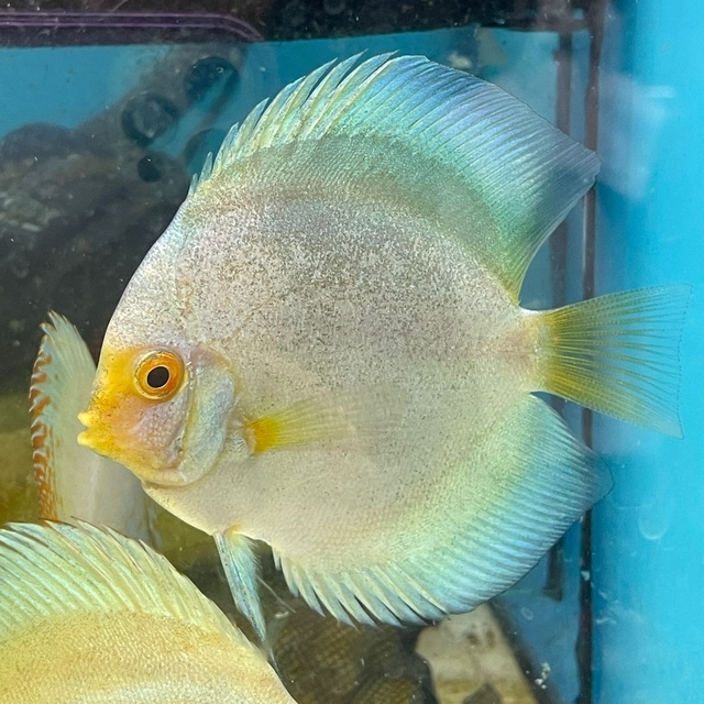 Mercury 9-10cm - Atlas DIscus - Peces Disco Colombia