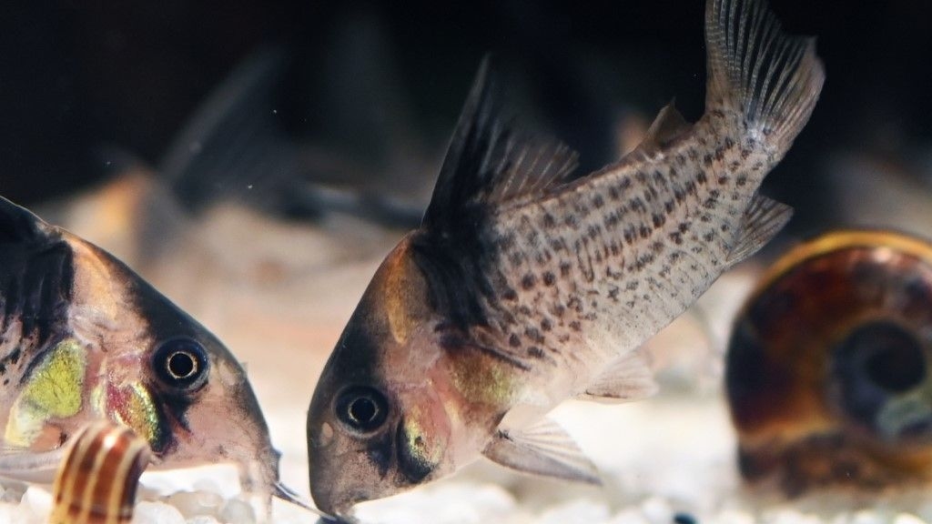 CORYDORAS - Atlas DIscus - Peces Disco Colombia