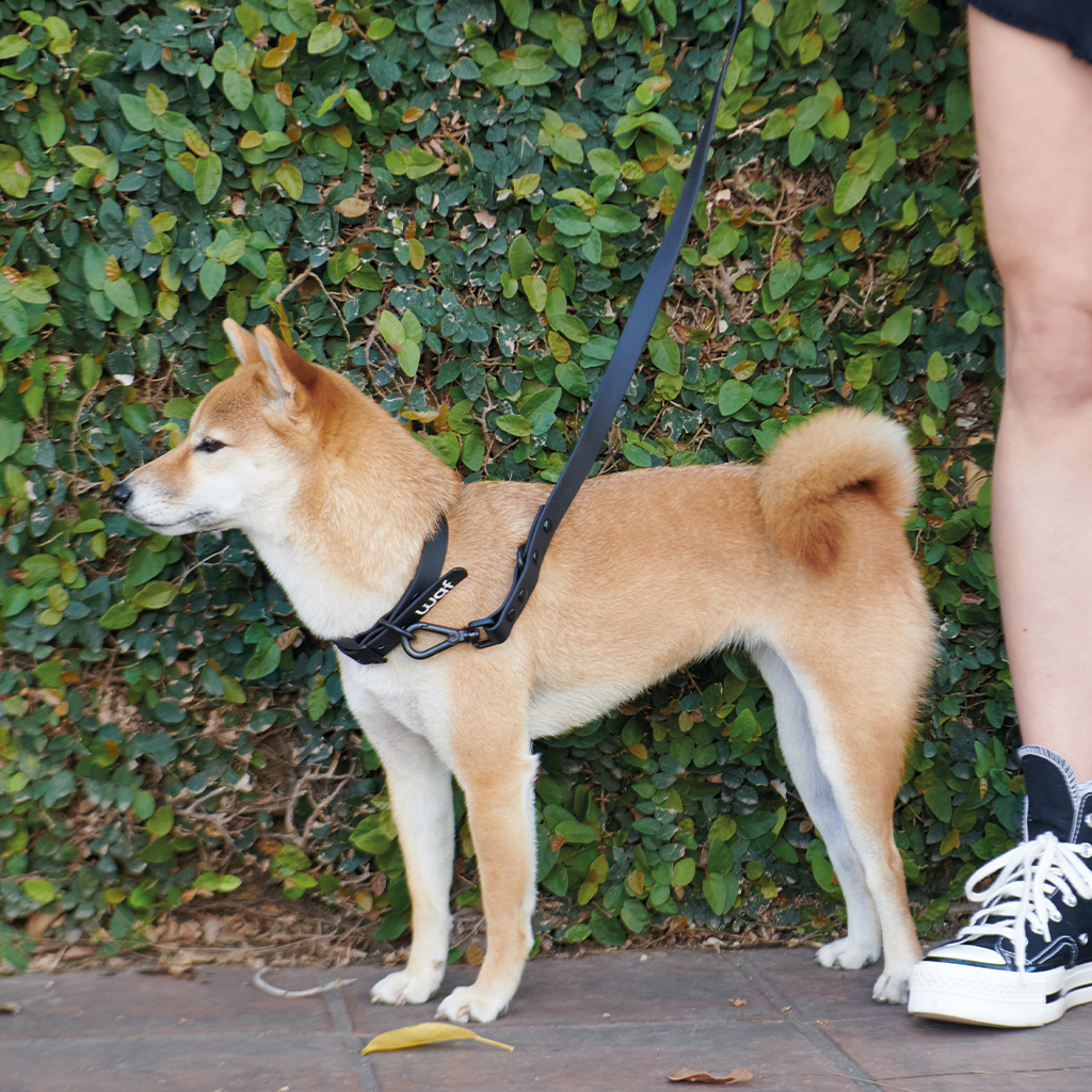 Kit Moana base collar - Comprar en WAF