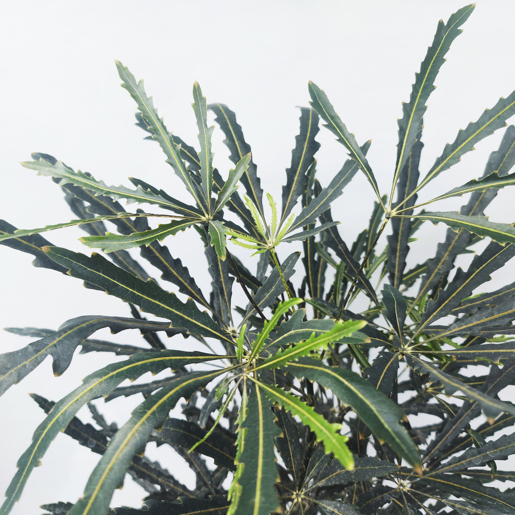 Aralia elegantísima - Comprar en greenonline