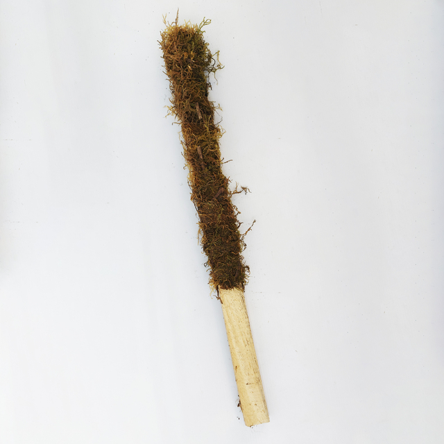 Tutor con musgo - Comprar en greenonline