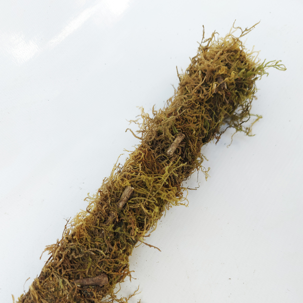 Tutor con musgo - Comprar en greenonline