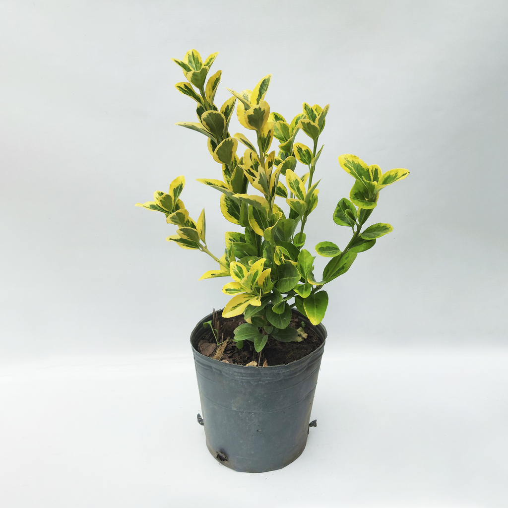 Evonymus semperaurea - Comprar en greenonline