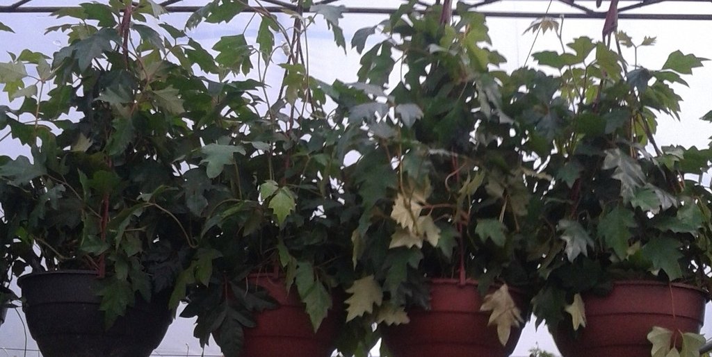 Cissus Planta De Interior - Comprar en Vivero LIHUE