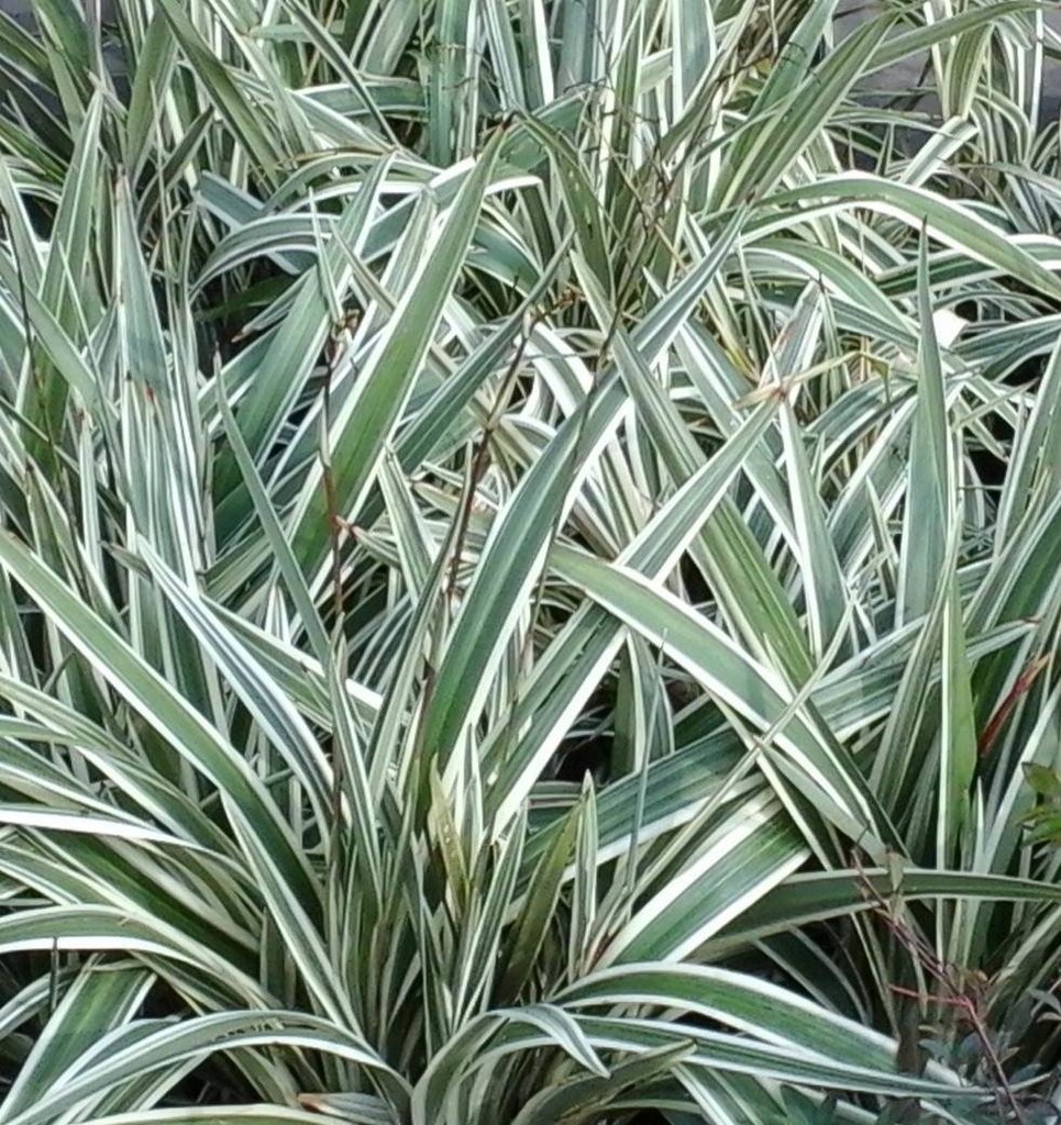 Formio Variegado Planta Exterior Envase 10 Litros