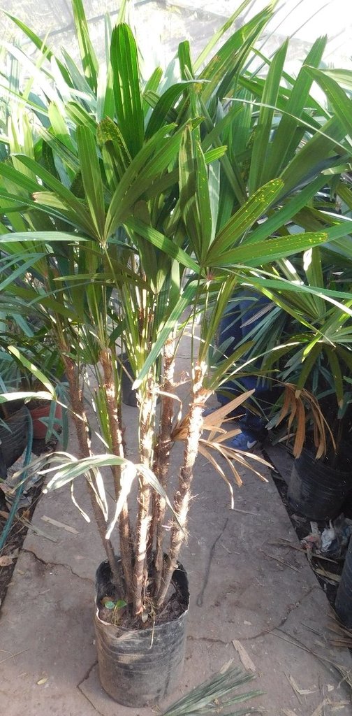 Raphis Excelsa Palmera De Interior Y Exterior
