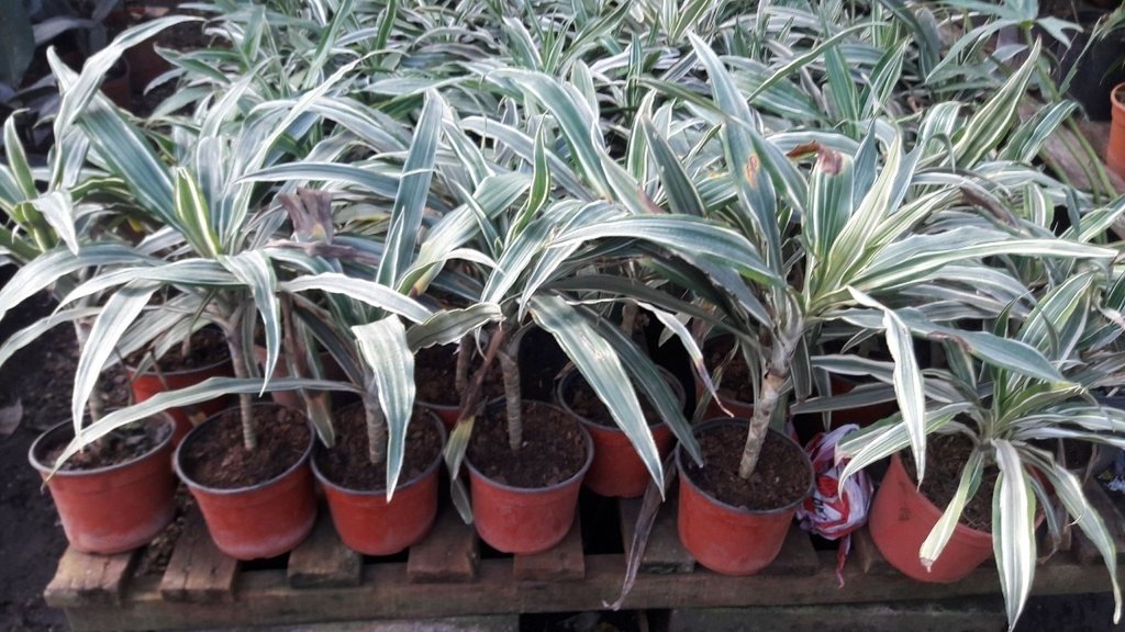 Warnecki Planta De Interior - Comprar en Vivero LIHUE