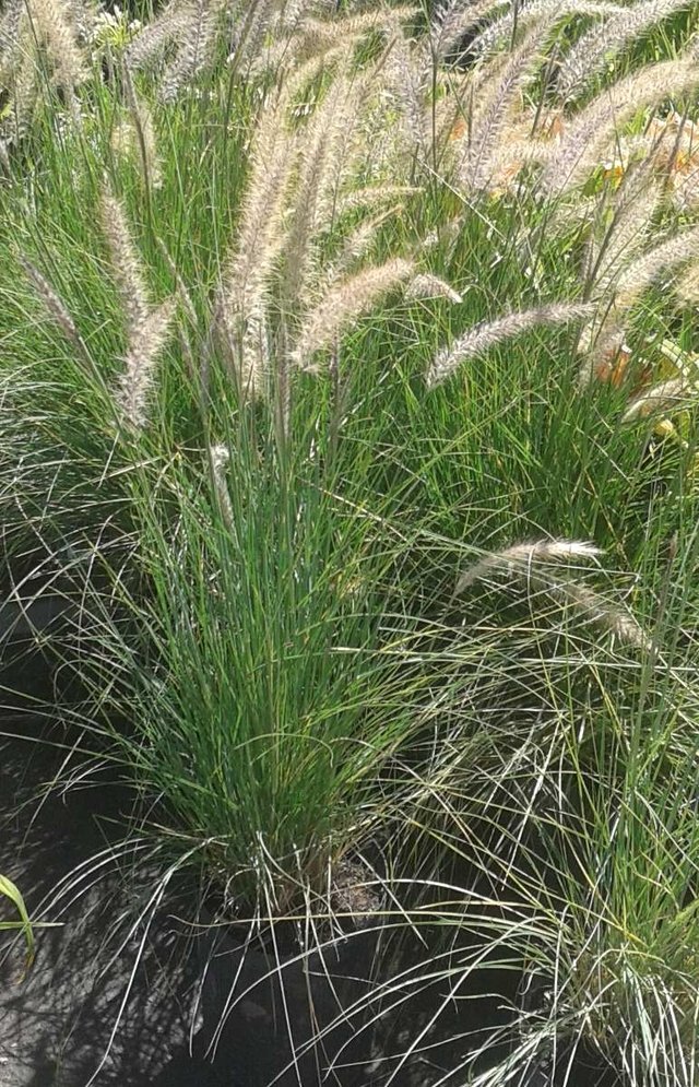 Penisetum Rupelli Planta Exterior - Vivero LIHUE