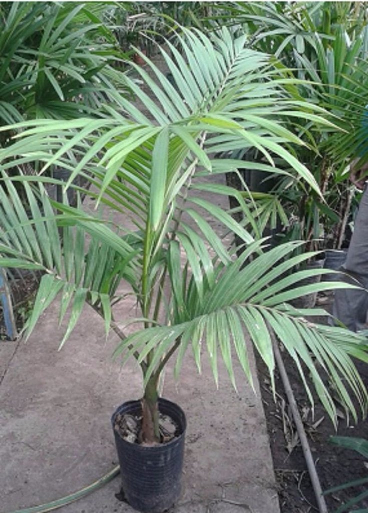 Seaphortia Elegans Palmera - Comprar en Vivero LIHUE