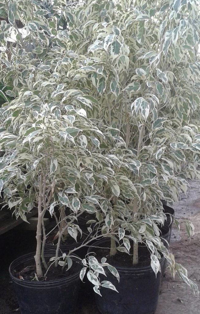 Ficus Star Light Planta De Interior - Vivero LIHUE