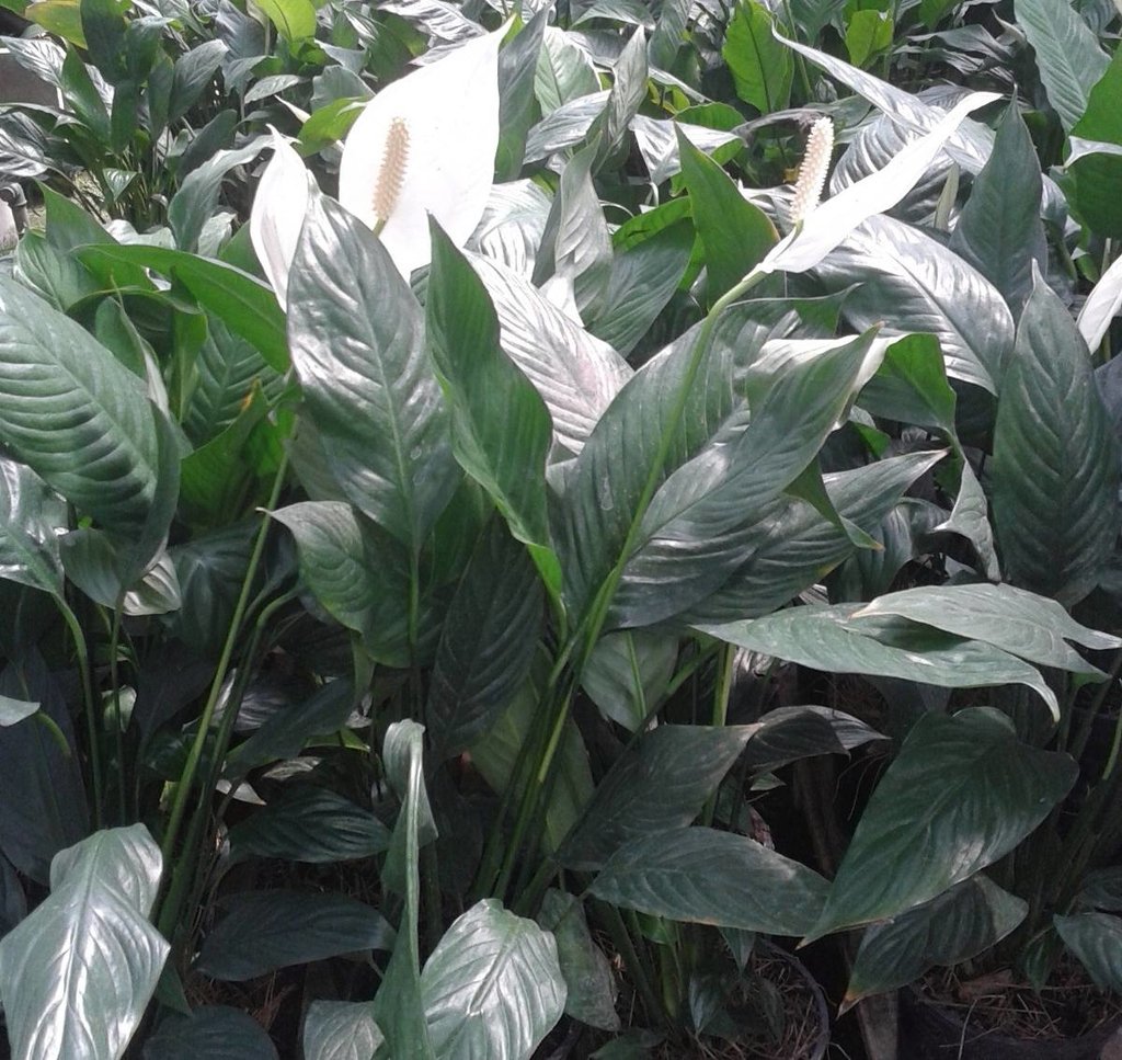 Spatifilium Planta De Interior - Vivero LIHUE