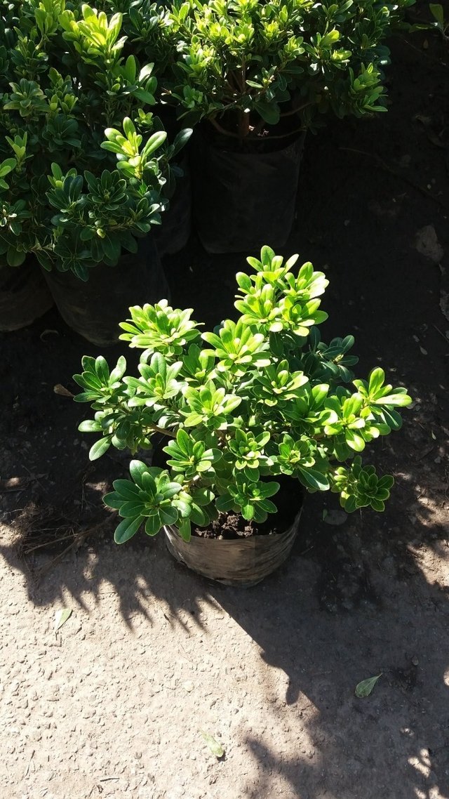 Azarero Planta Exterior Envase 4 Litros - Vivero LIHUE