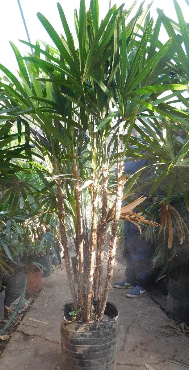 Raphis Excelsa Palmera De Interior Y Exterior