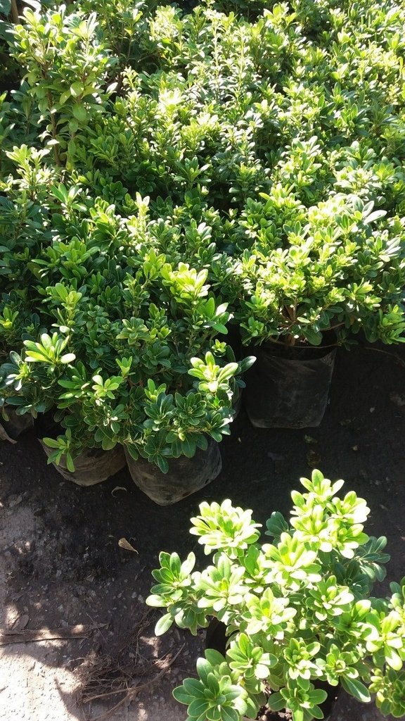 Azarero Planta Exterior Envase 4 Litros - Vivero LIHUE