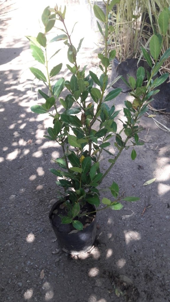 Laurel Comestible Planta Exterior - Envios