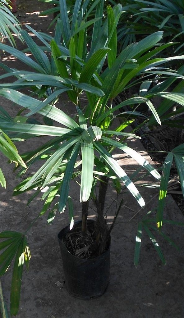 Raphis Excelsa Palmera De Interior Y Exterior