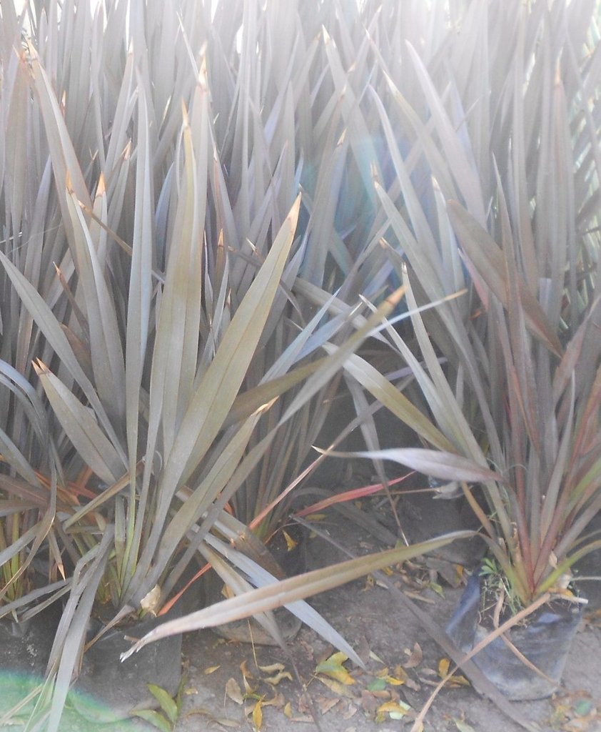 Formio Rubra Planta Exterior - Comprar en Vivero LIHUE