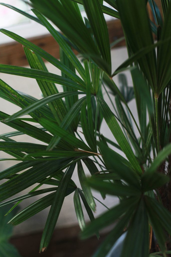 Raphis en maceta Africa - Comprar en Vivero Raiz