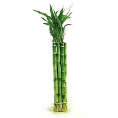 Lucky Bamboo recto 30cm - Comprar en Vivero Raiz
