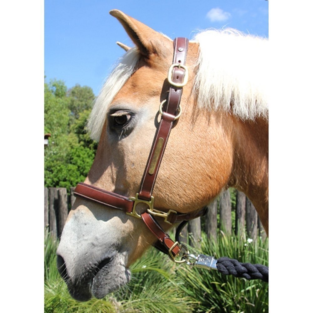 Cabresto HDR de couro - Comprar em Bovitik Farm & Ranch