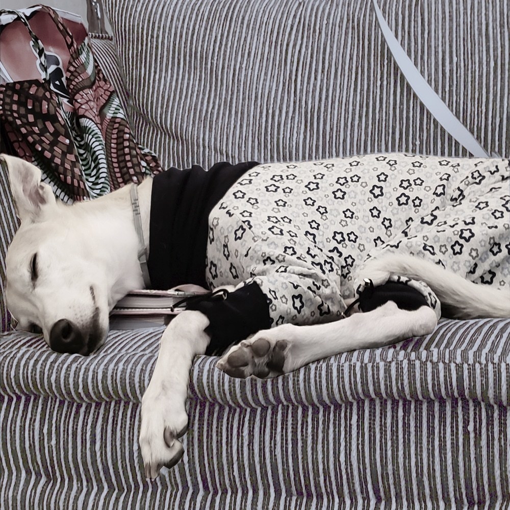 GP Pet Wear Atelier Gente Peludinha