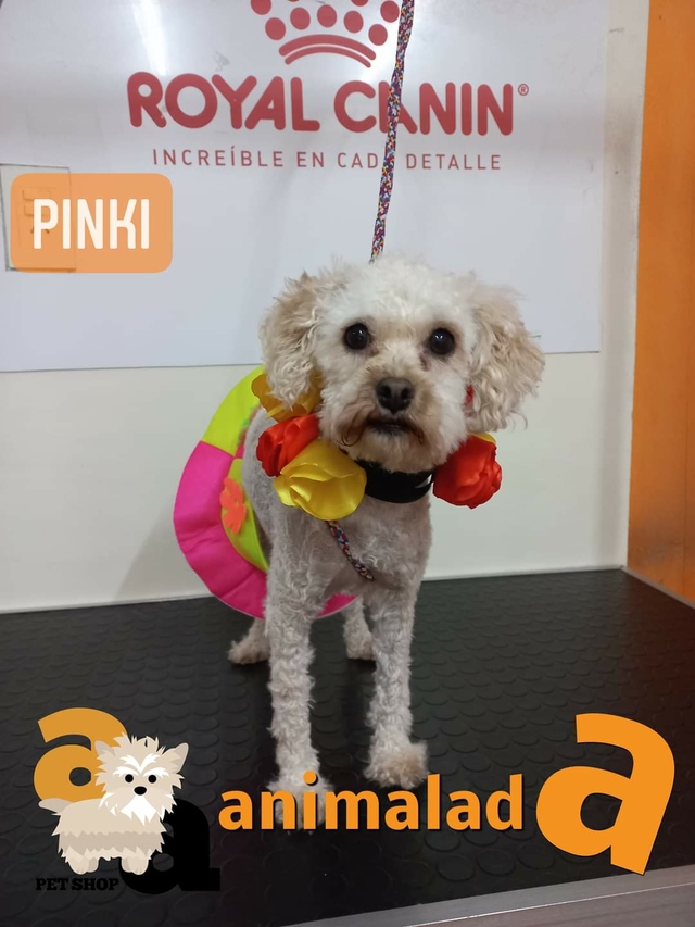 Cliente Nro. 308 :: PINKI :: - AnimAlada Pet Shop