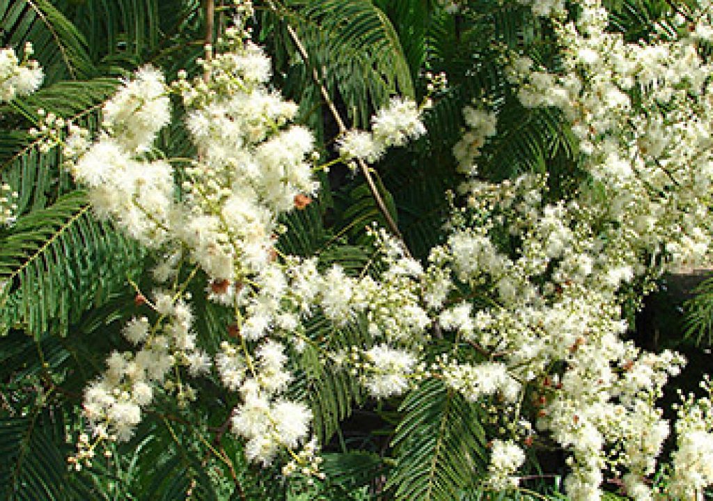 Mel Puro - Florada ANGICO BRANCO - Naturebas de Campos