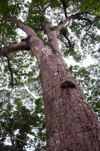 Mel Puro - Florada ANGICO BRANCO - Naturebas de Campos