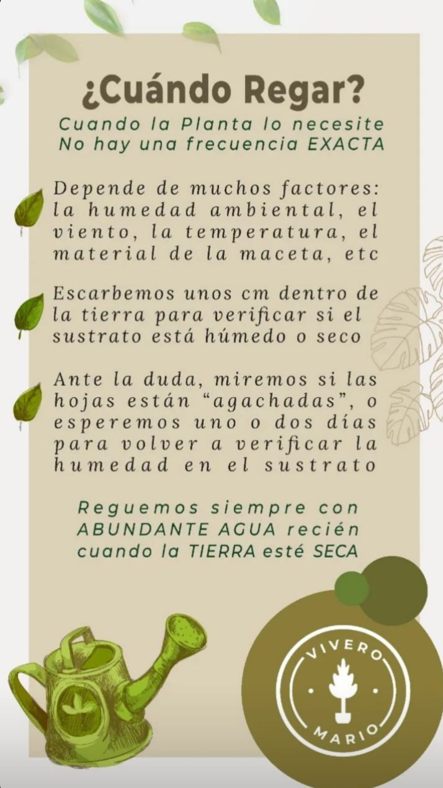 ¿Cómo regar correctamente las plantas?