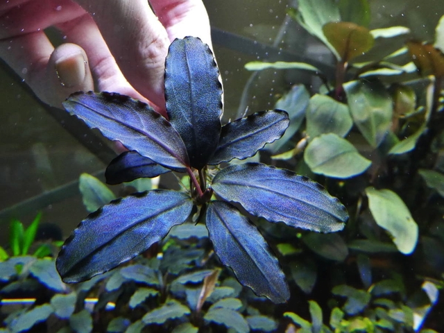 Bucephalandra sp. Midnight Blue - Comprar em Aqualeaf
