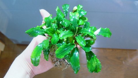 Bucephalandra sp. Sintang - Comprar em Aqualeaf