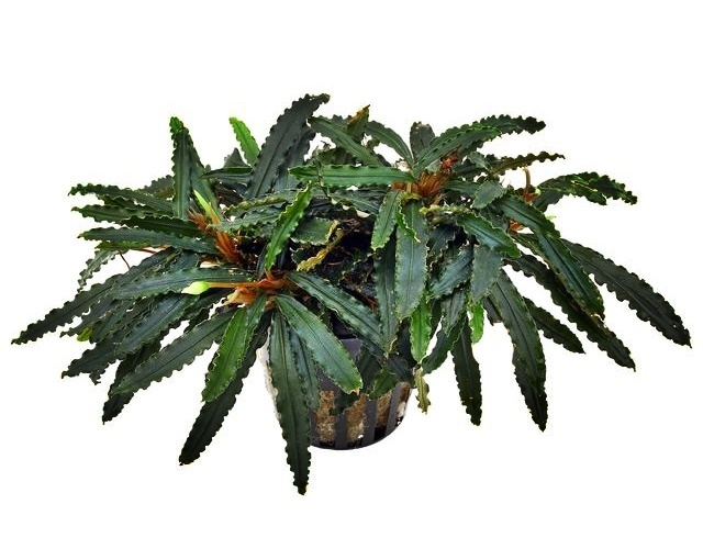 Bucephalandra sp. Biblis narrow leaf - Aqualeaf