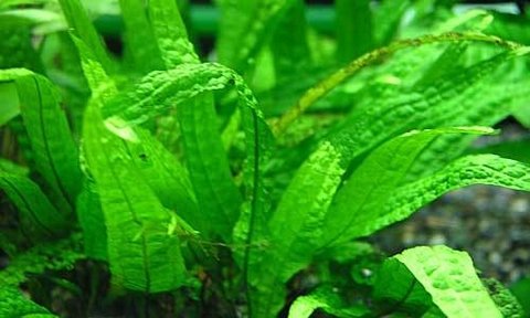 Microsorium sp. Golia - Comprar em Aqualeaf